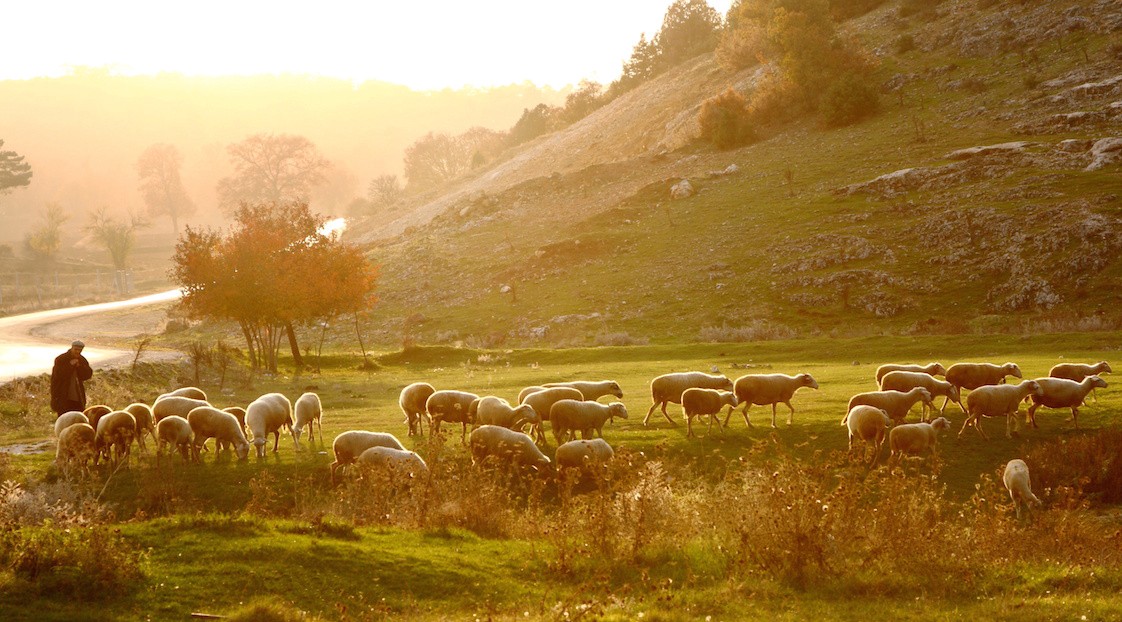 Christ, Our Shepherd-King - Musing on the Bible